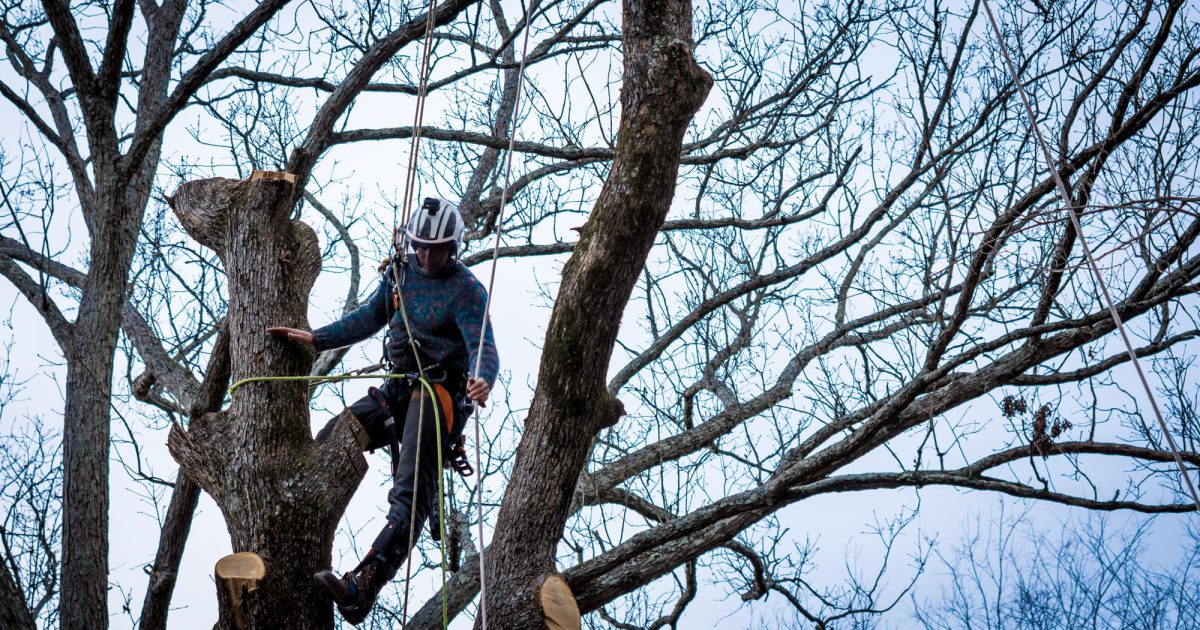 Tree Lopping Western Springs | Trusted & Affordable Tree Lopping